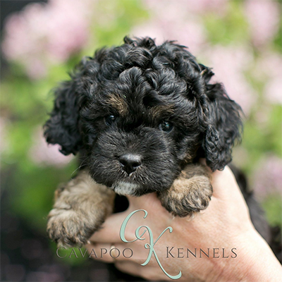 Frequently Asked Questions - Cavapoo Kennels of Western New York